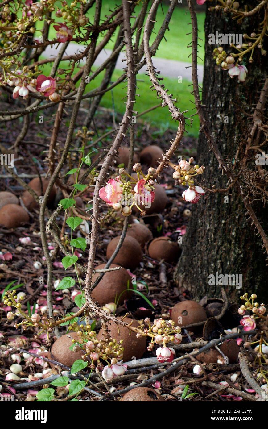 Australia, Cannonball Tree with seeds and blossoms Stock Photo - Alamy