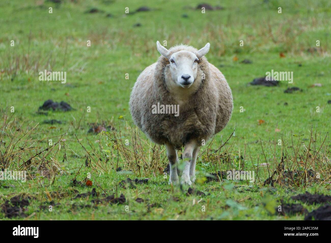 sheeps in germany Stock Photo - Alamy