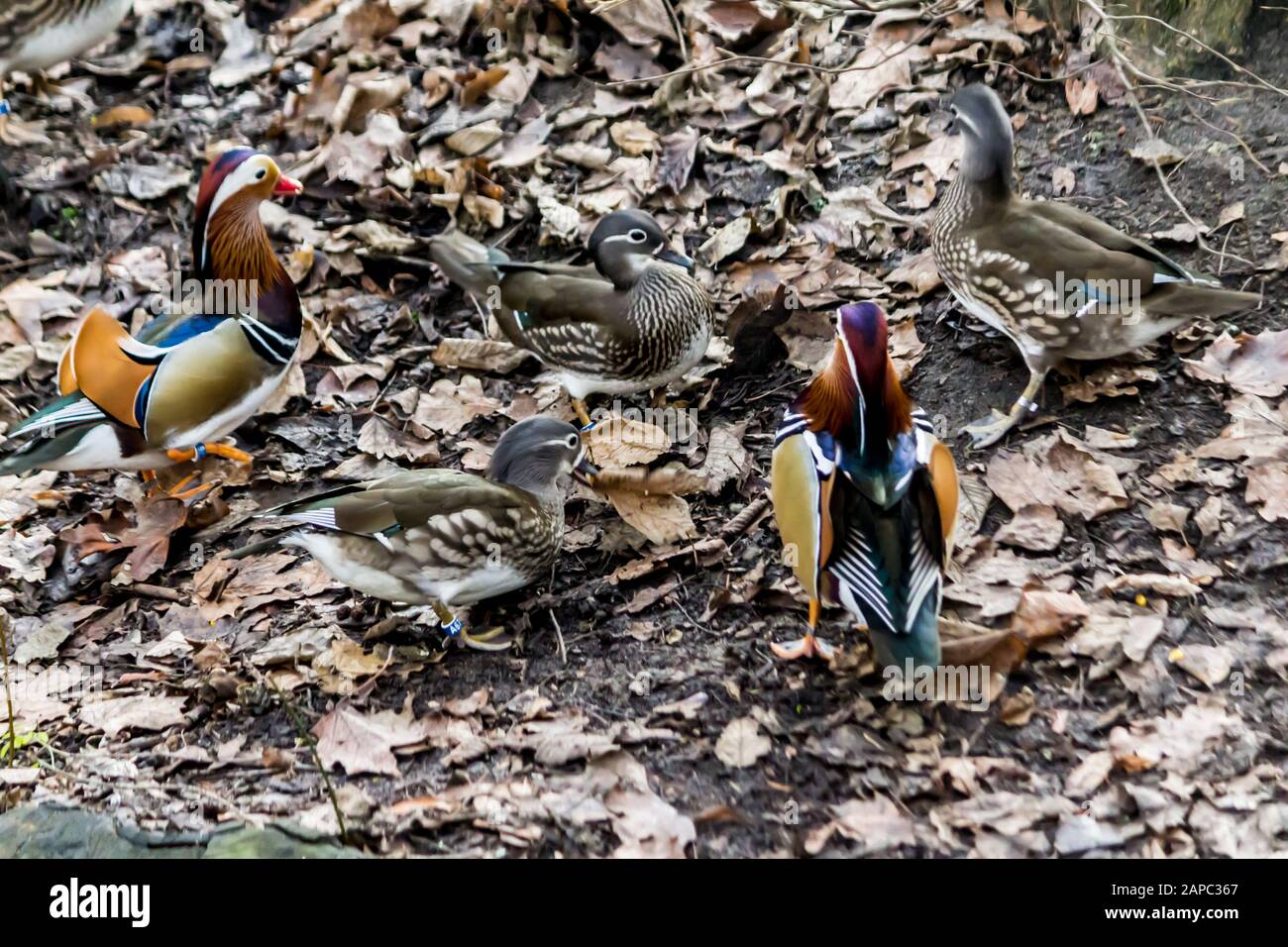 Japan fauna hi-res stock photography and images - Alamy