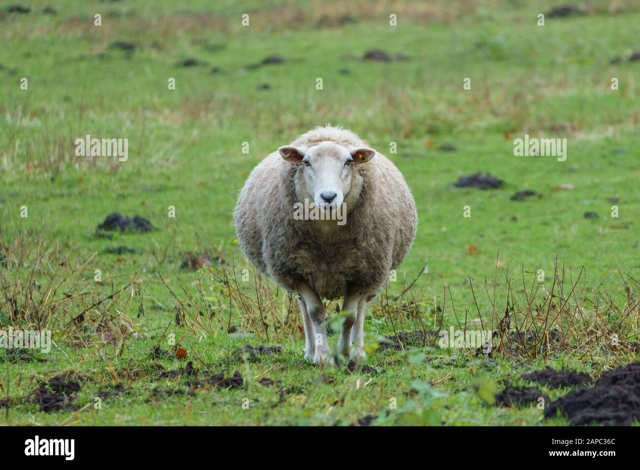 sheeps in germany Stock Photo - Alamy