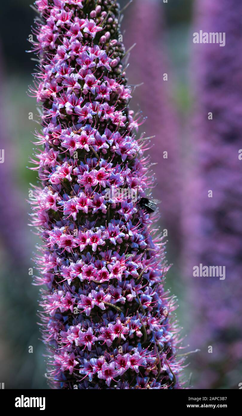 Red tajinaste, Echium wildpretii ssp. trichosyphon, Caldera de ...
