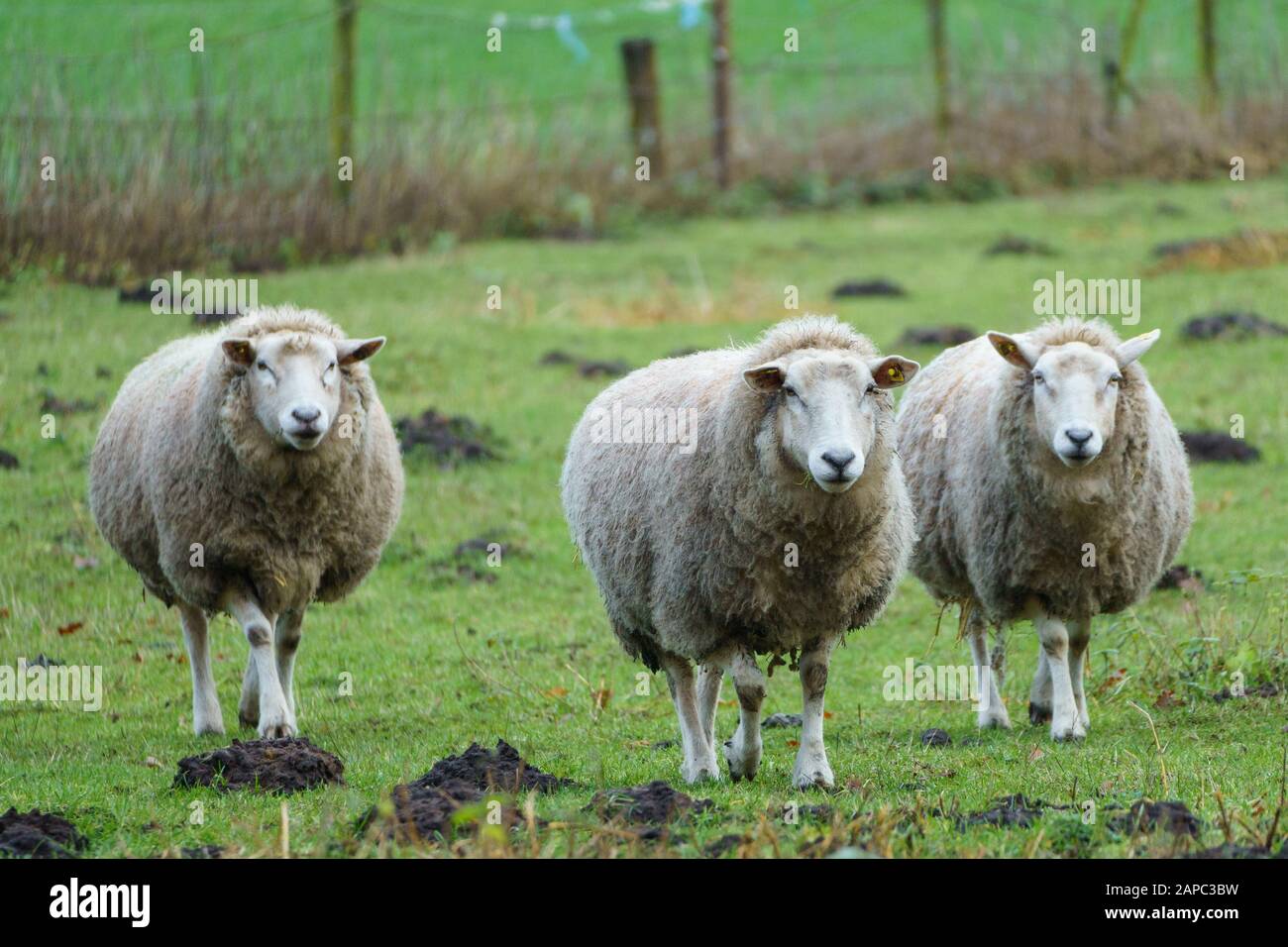 sheeps in germany Stock Photo - Alamy