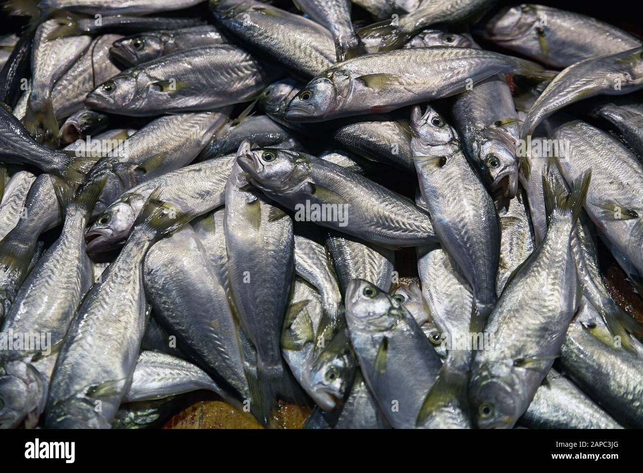 Bluefish market istanbul hi-res stock photography and images - Alamy