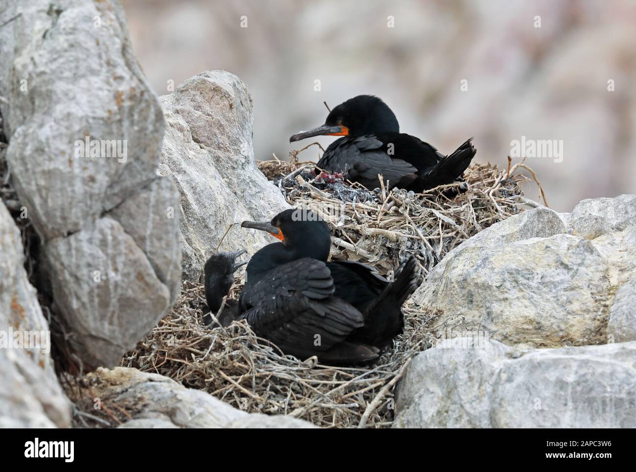 Cormorant chick hi-res stock photography and images - Alamy