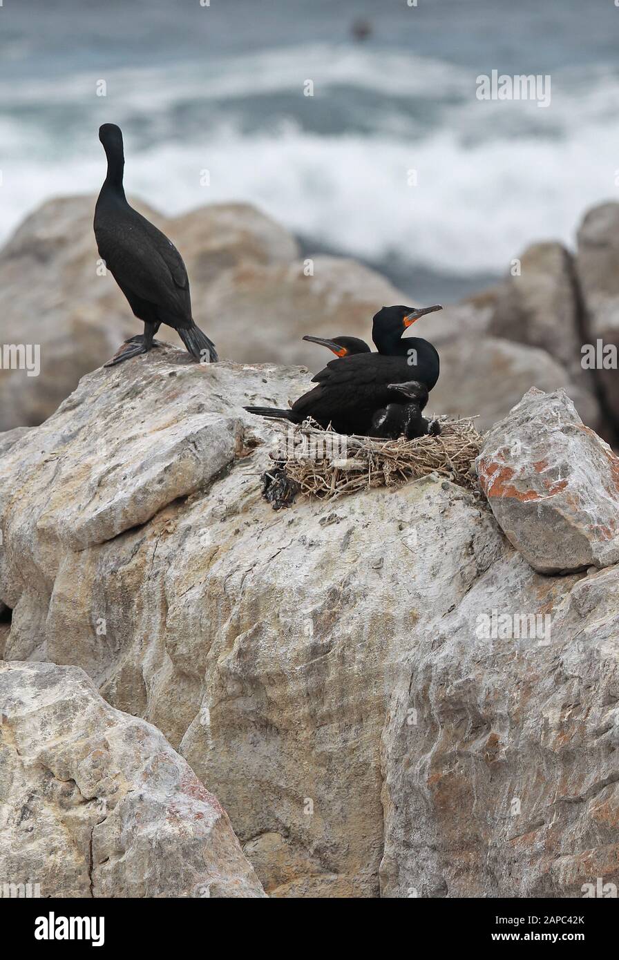 Cape Cormorant (Phalacrocorax capensis) adults and chick on nest on ...
