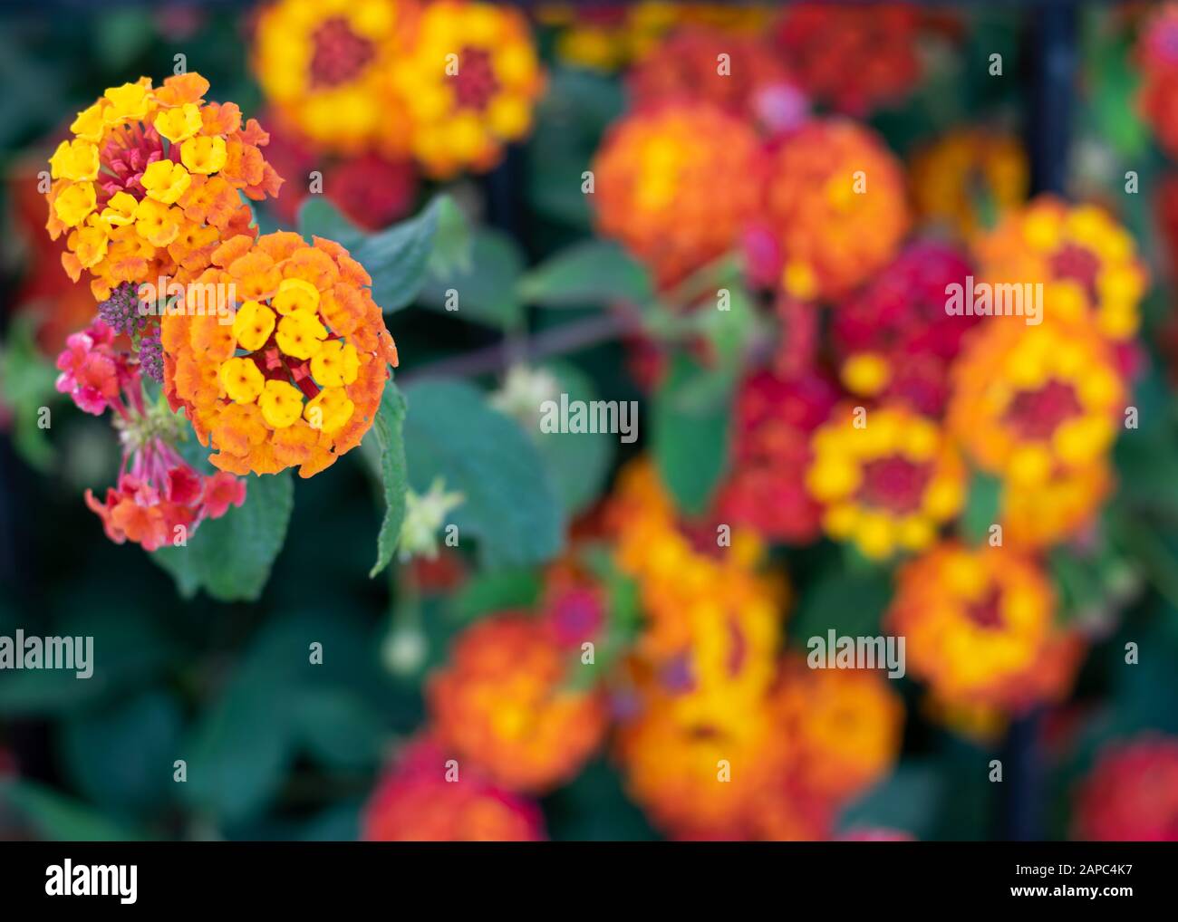 Verbena flower. Orange and yellow verbena flower close-up in a garden ...