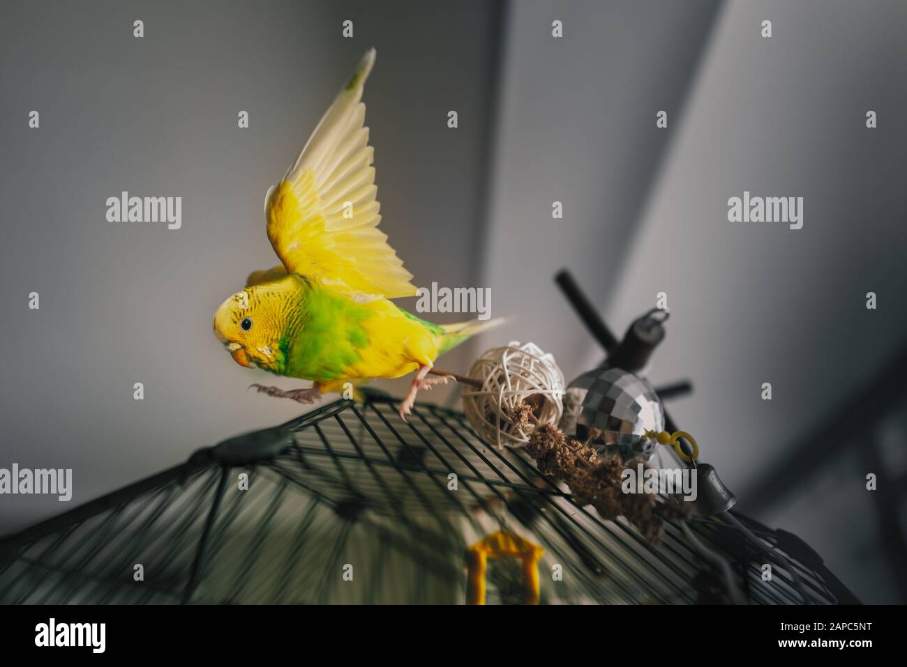 Budgie flying hi-res stock photography and images - Alamy