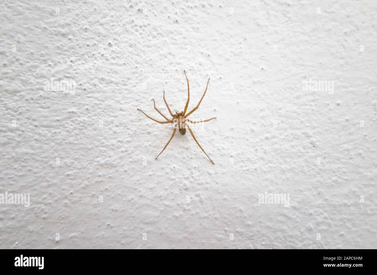 Specimen of violin spider within the home walls Stock Photo - Alamy