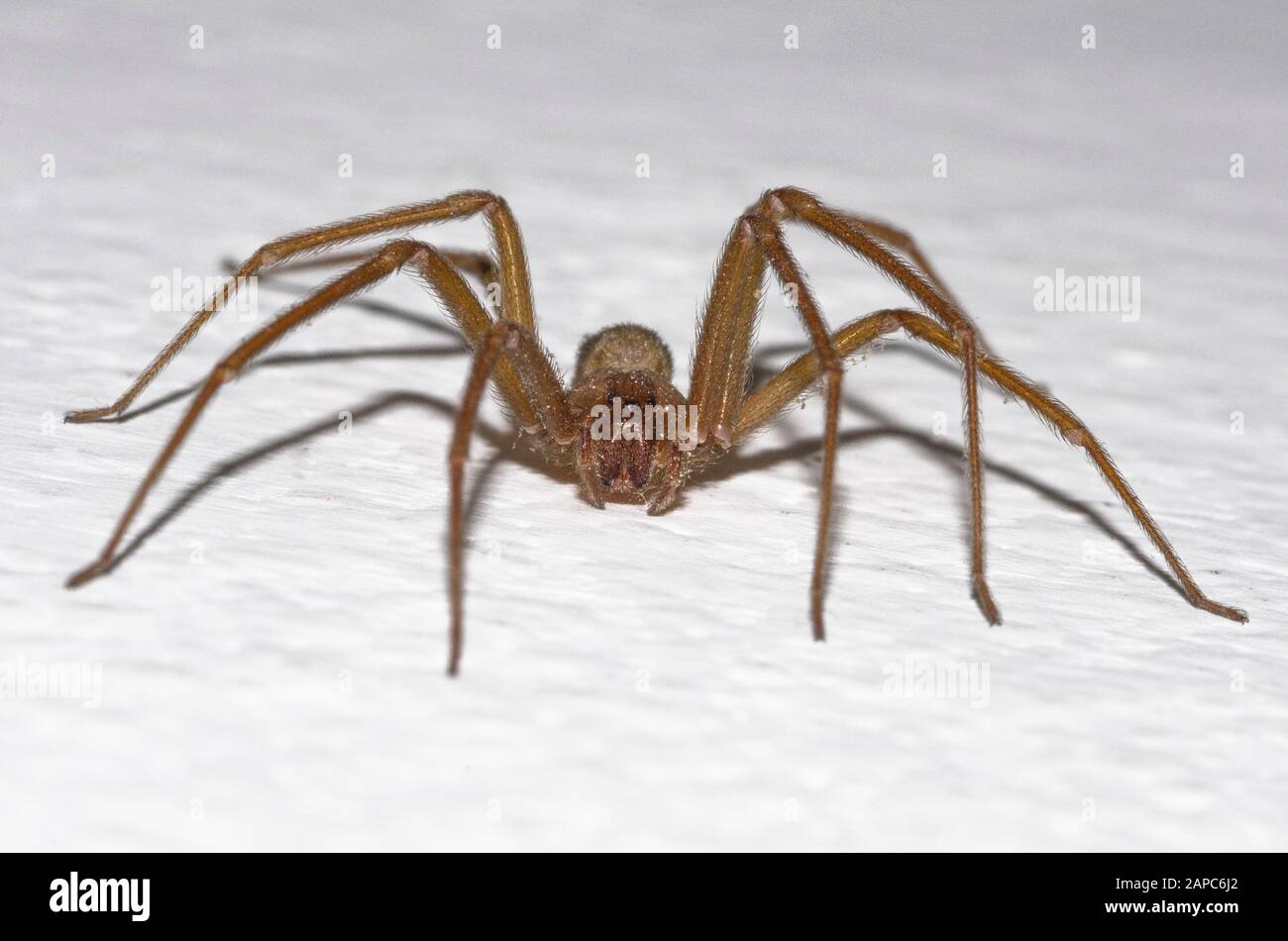 Specimen of violin spider within the home walls Stock Photo - Alamy