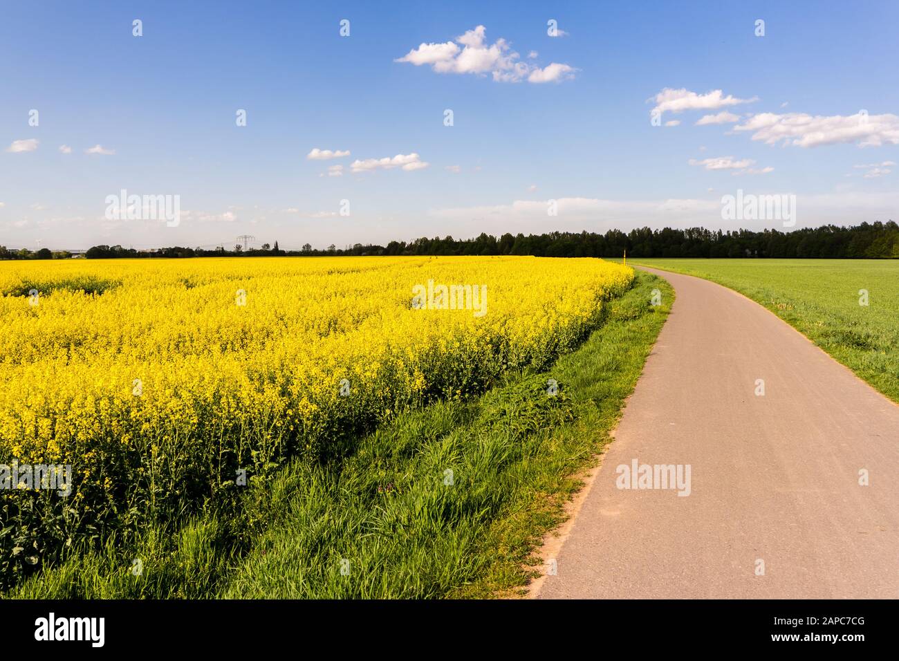 Field path in the rape field Stock Photo - Alamy