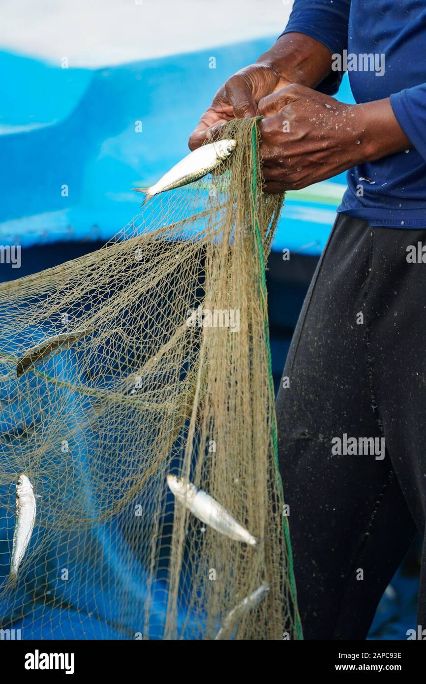 closeup male fisherman's hand picking fishes on net Stock Photo - Alamy