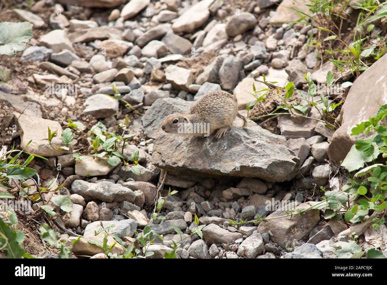 Gopher on the stone Stock Photo - Alamy