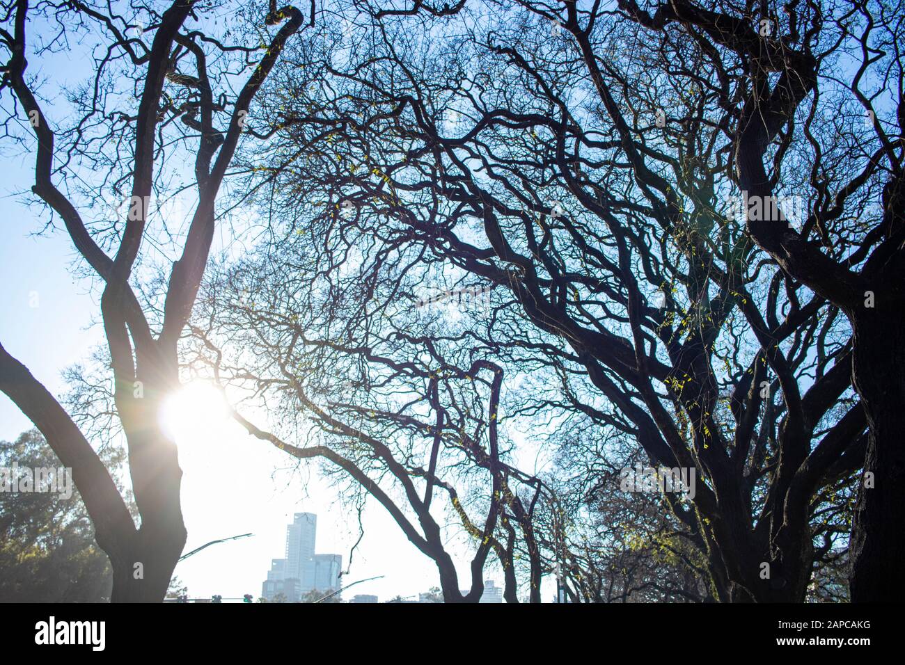 Green tree in between buildings hi-res stock photography and images - Alamy
