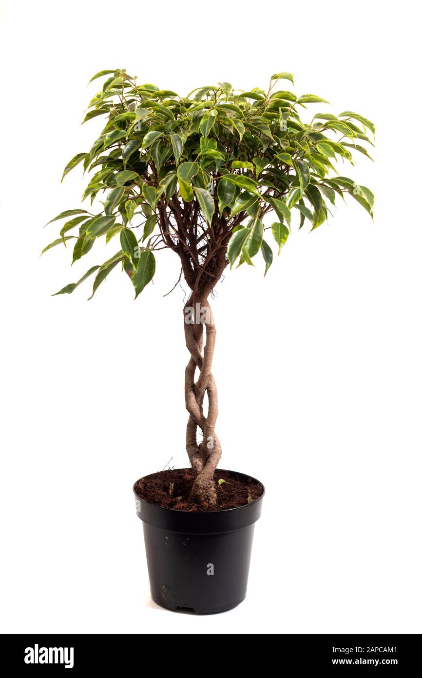 Close view of the popular ficus benjamina houseplant isolated on a ...