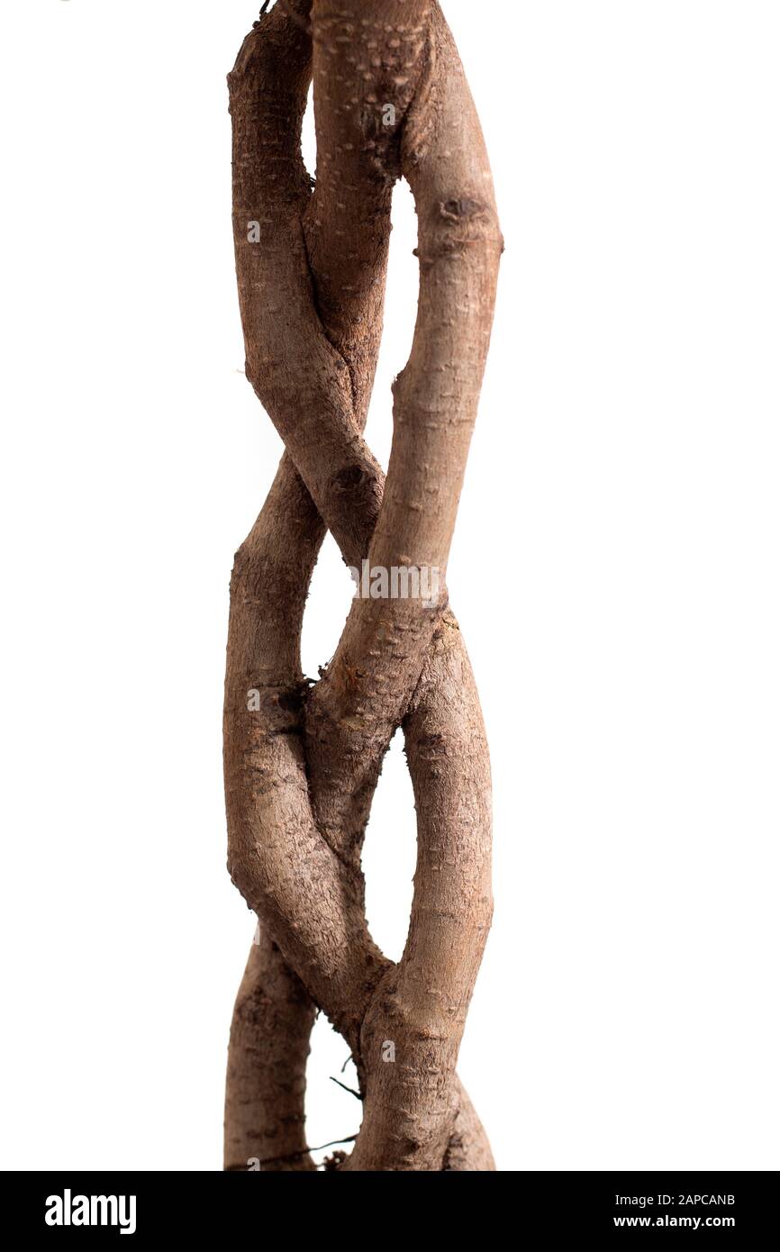 Handmade twisted trunk of ficus benjamina houseplant Stock Photo - Alamy