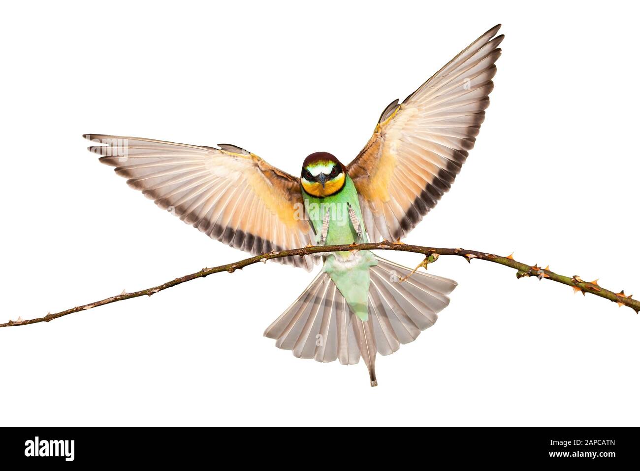 European bee-eater landing on a twig with wings spread wide isolated on ...