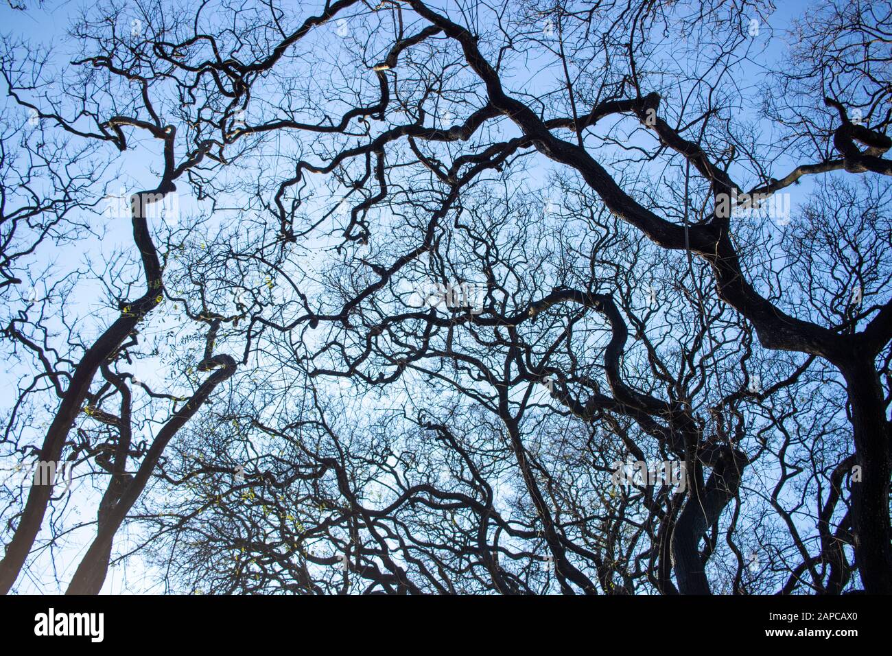 Top view of the sky between tree branches Stock Photo - Alamy