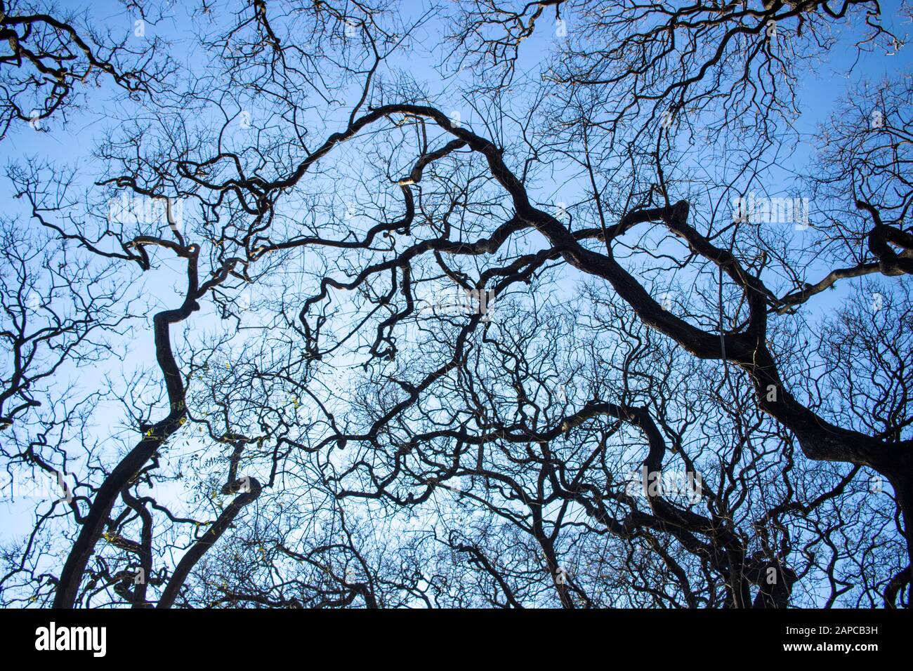 Top view of the sky between tree branches Stock Photo - Alamy