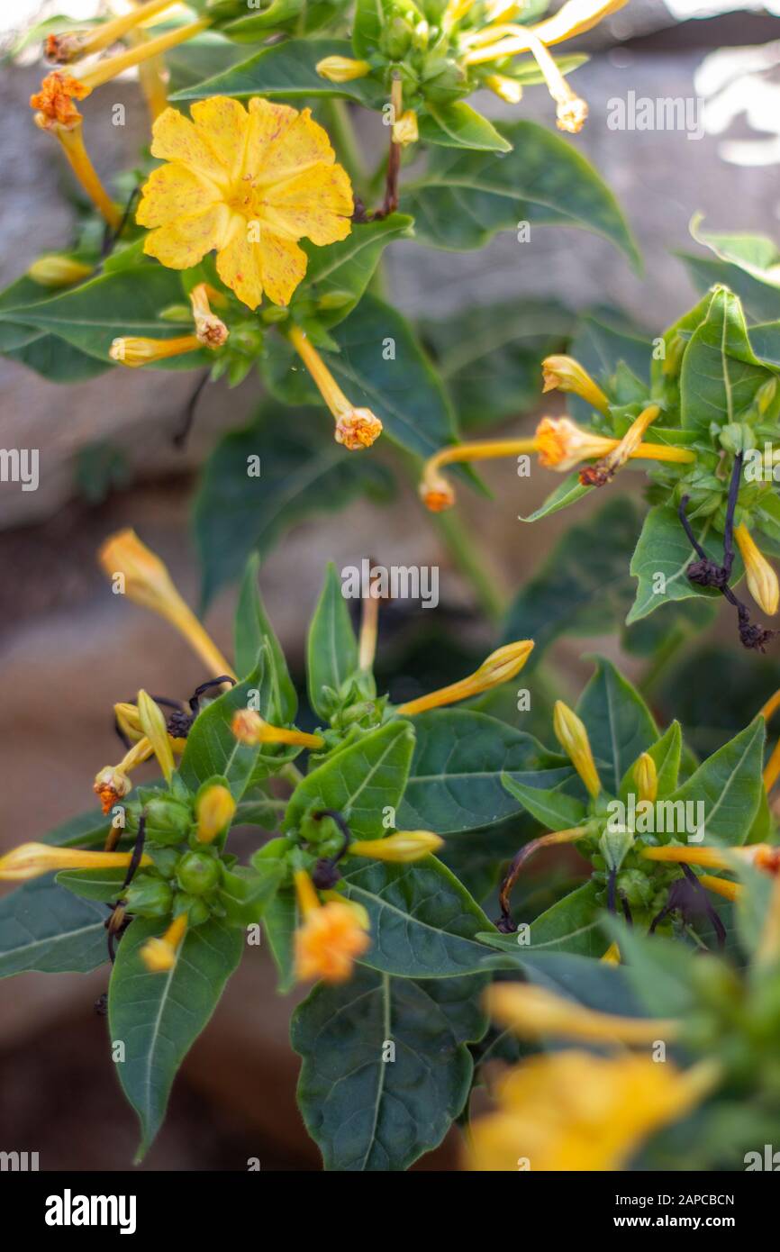Beautiful Marvel of Peru (Mirabilis jalapa) flower in a garden Stock ...