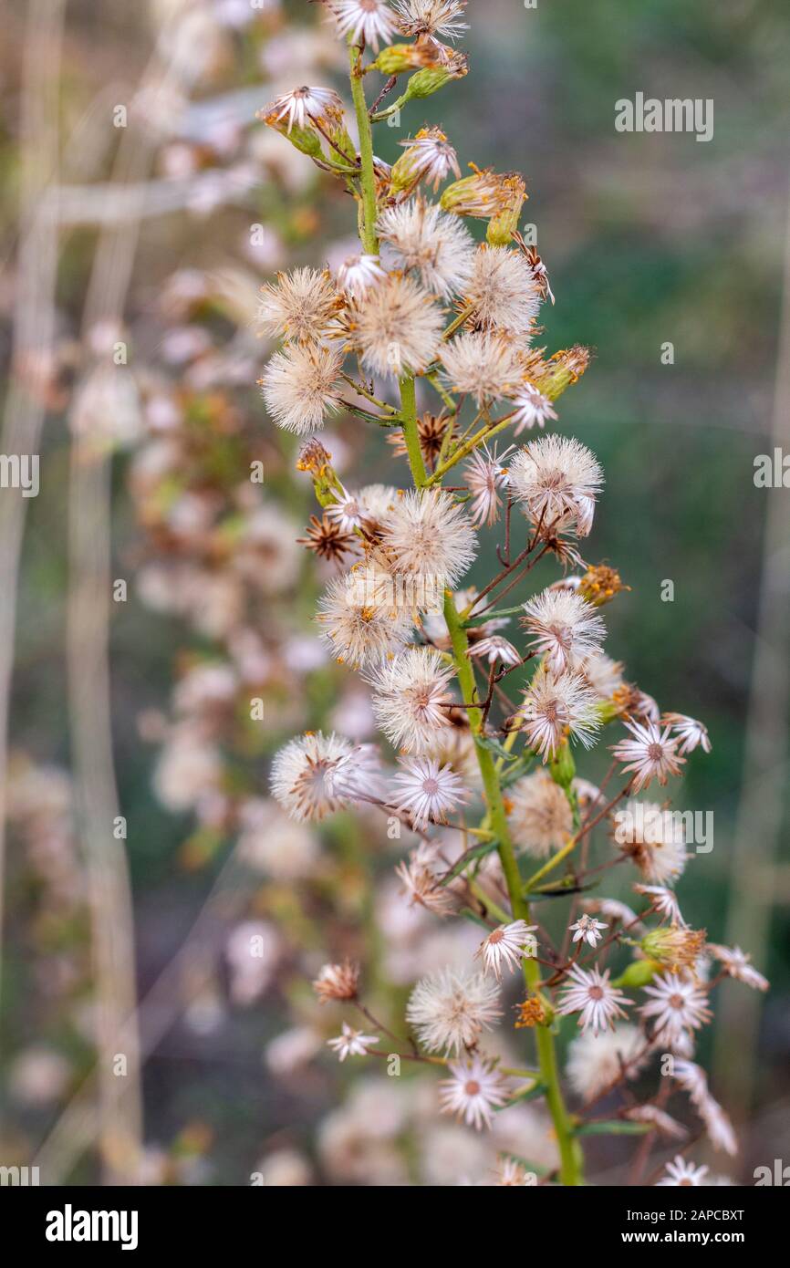 Stinkwort dittrichia graveolens hi-res stock photography and images - Alamy
