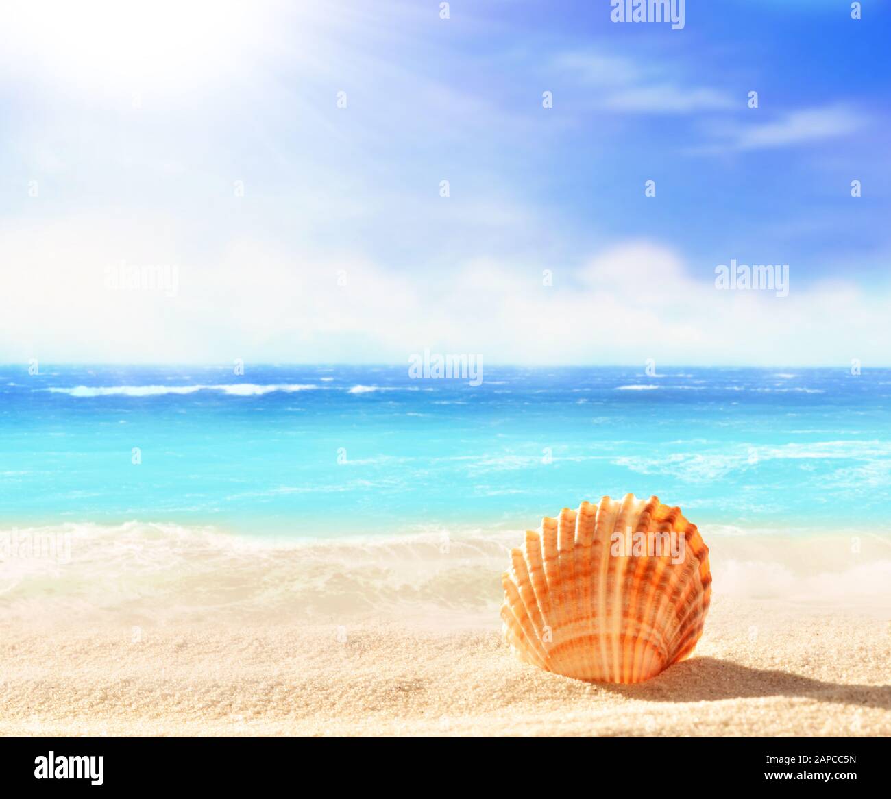 Landscape with seashell on tropical beach. Summer concept Stock Photo ...