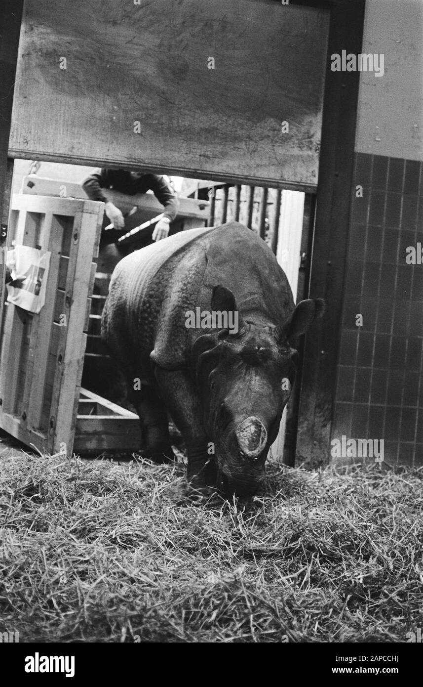 Armored rhino hi-res stock photography and images - Alamy