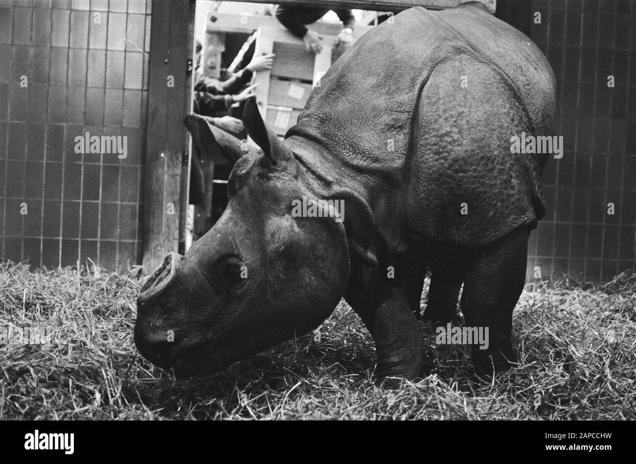 Armored rhino hi-res stock photography and images - Alamy