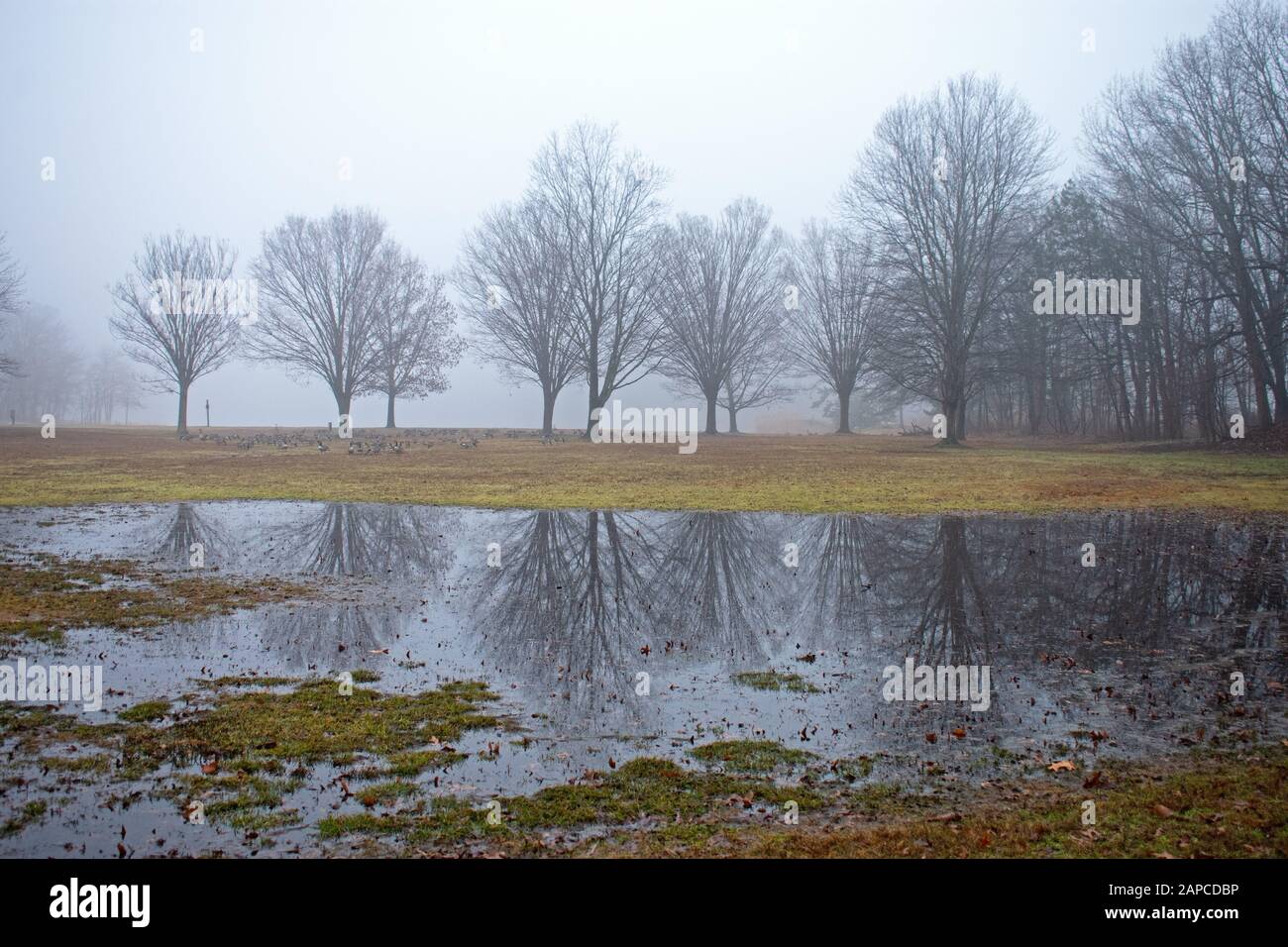 Barely visible through the fog are barren oak trees whose reflections ...