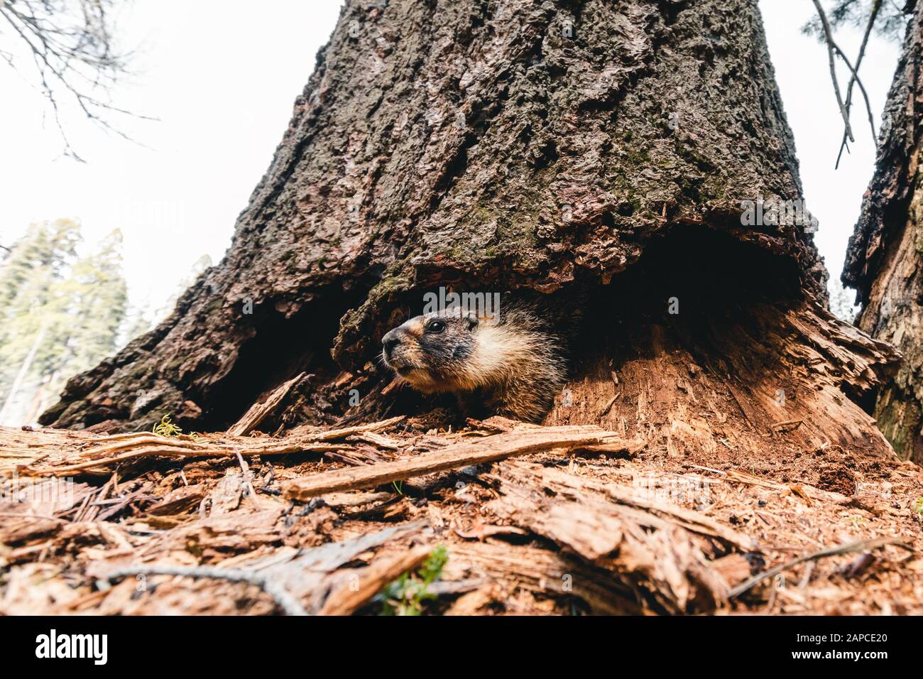 Marmots are relatively large ground squirrels with 15 species living in ...