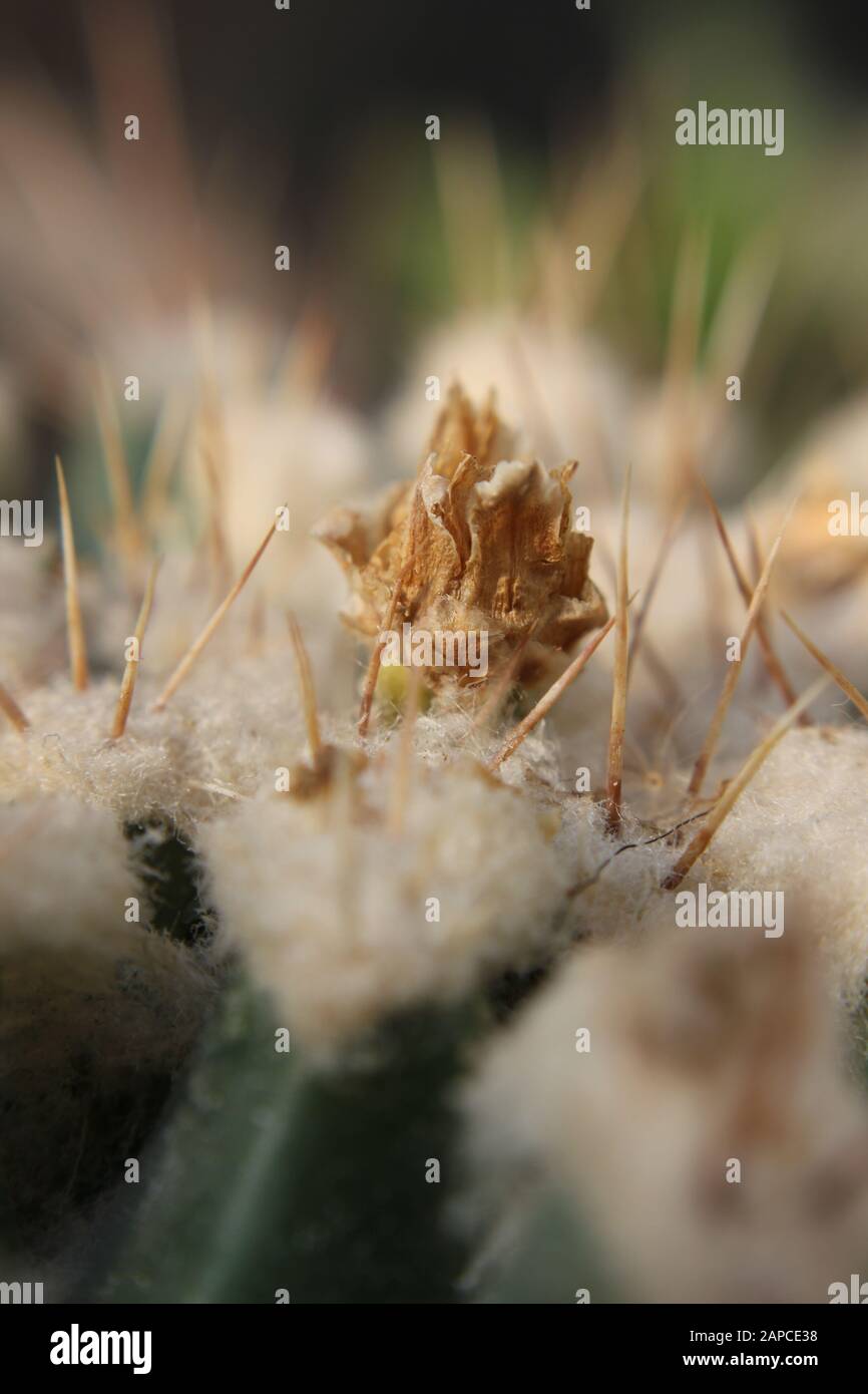 Mammillaria plumosa, the feather cactus Stock Photo - Alamy
