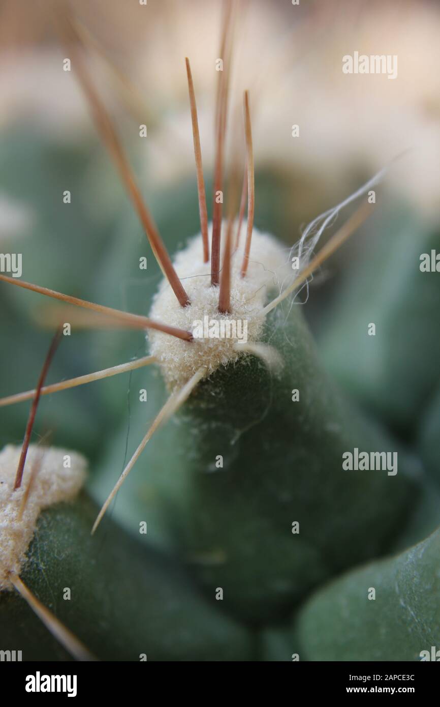 Mammillaria plumosa, the feather cactus Stock Photo - Alamy