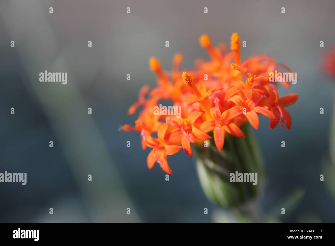 Orange button plant, Kleinia fulgens, coral senecio Stock Photo - Alamy