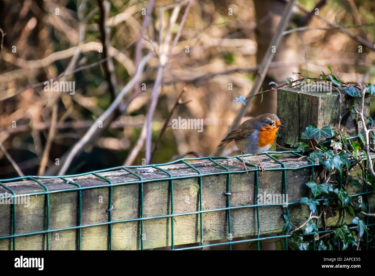 Red Robin perches on a fence in Rouken Glen Park, Glasgow, Scotland ...