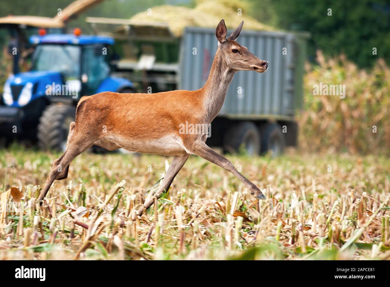 Frightened red deer hind escaping from harvest on corn field with ...
