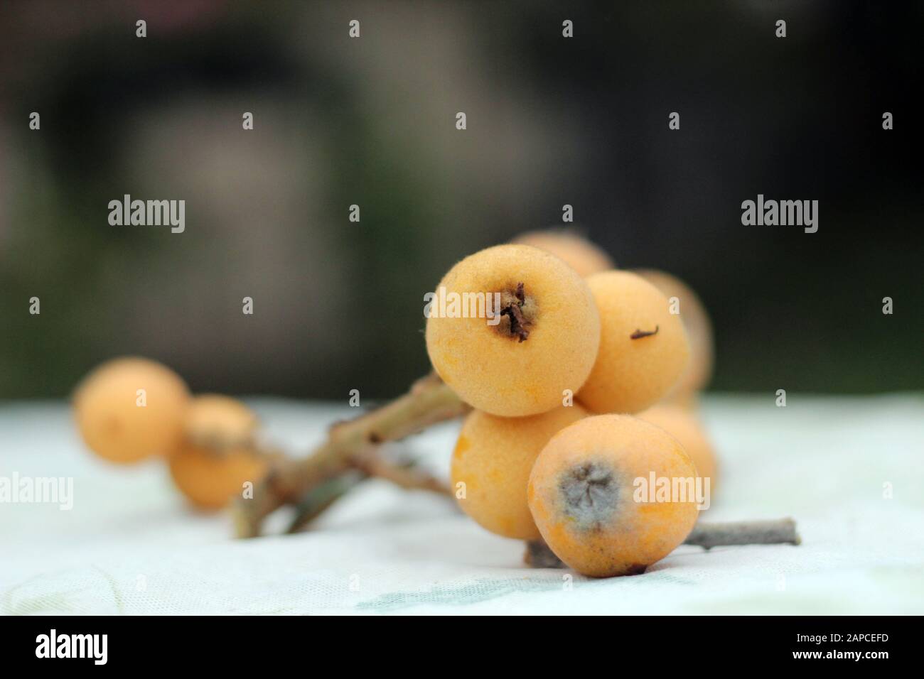 Wild medlar fruit hi-res stock photography and images - Alamy