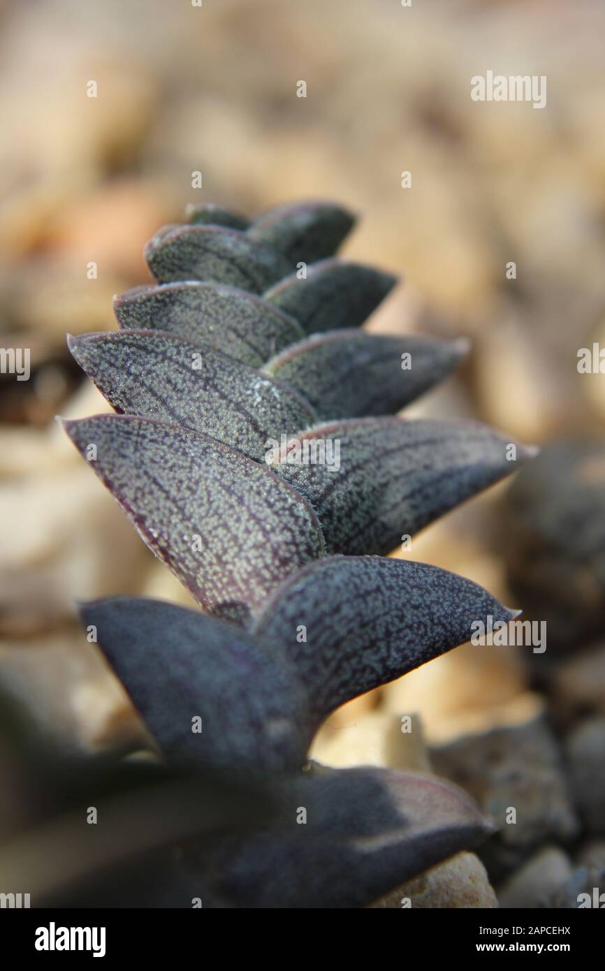 Beautiful desert plant growing in a garden Stock Photo - Alamy