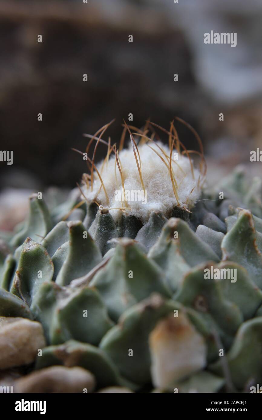 Obregonia hi-res stock photography and images - Alamy