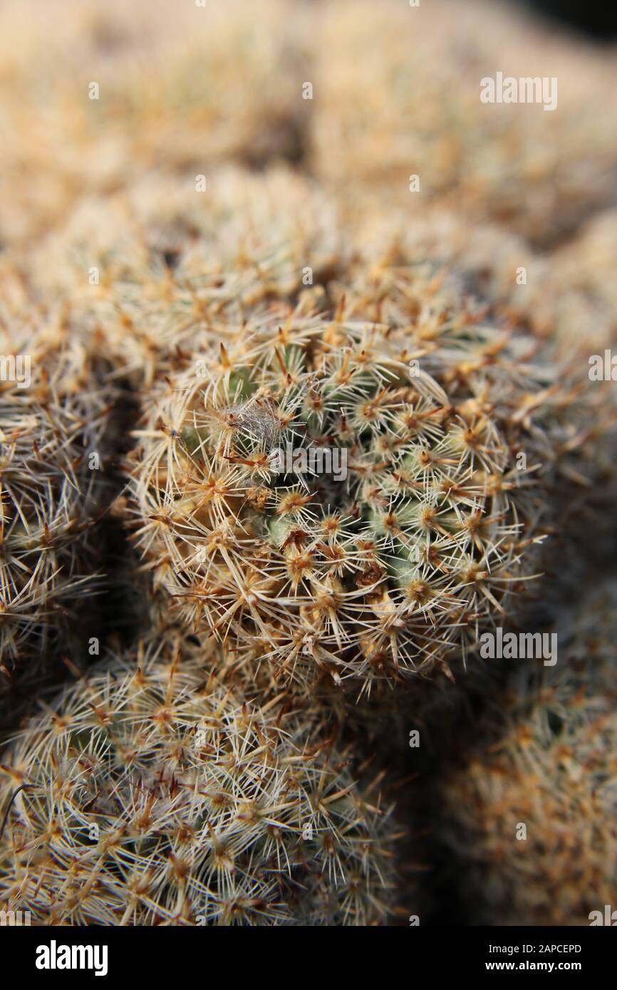 Mammillaria plumosa, the feather cactus Stock Photo - Alamy