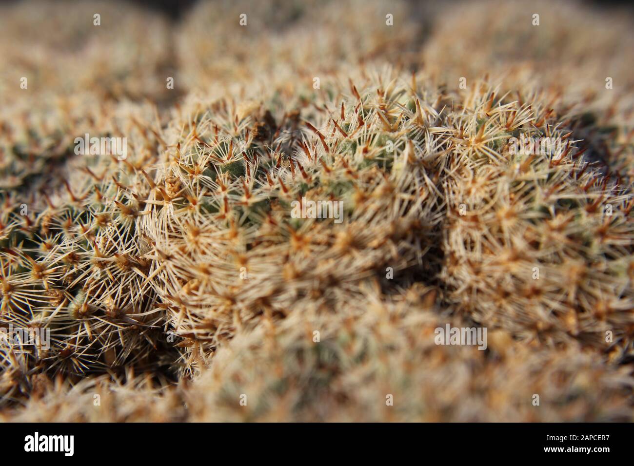 Mammillaria plumosa, the feather cactus Stock Photo - Alamy