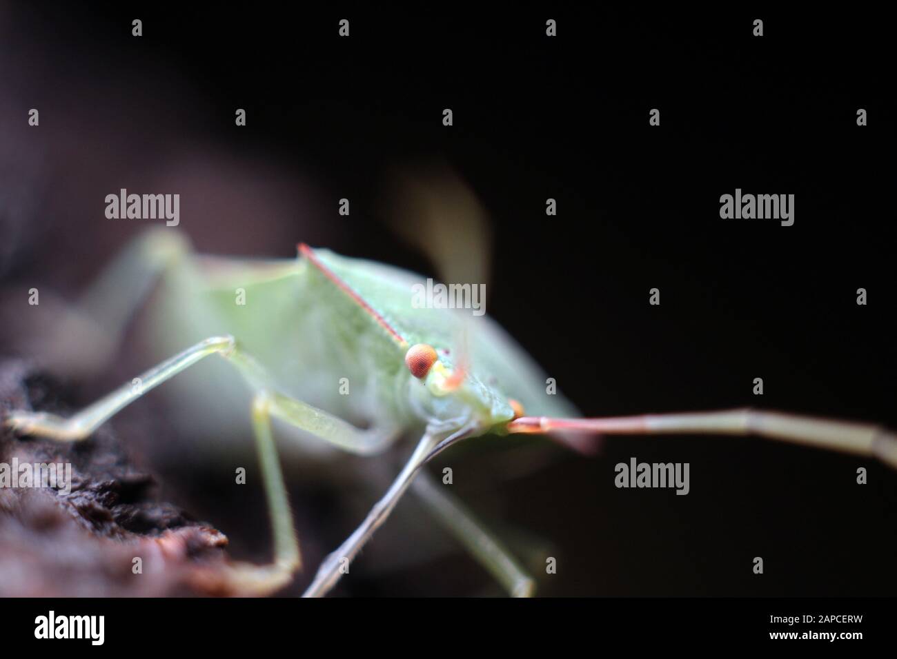 Garden bug with red lines. Mexico Stock Photo - Alamy