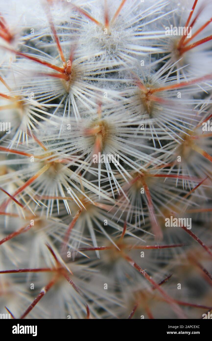 Mammillaria Powder Puff Cactus, Mammillaria bocasa-na, pincushion ...