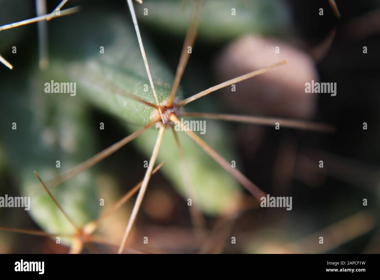 Spiky desert cactus plant growing in the garden Stock Photo - Alamy