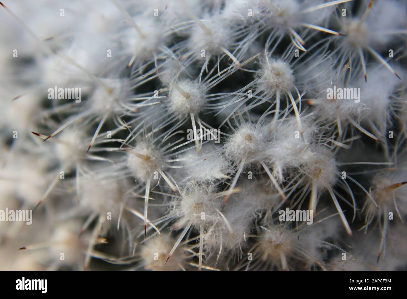 Mammillaria Powder Puff Cactus, Mammillaria bocasa-na, pincushion ...