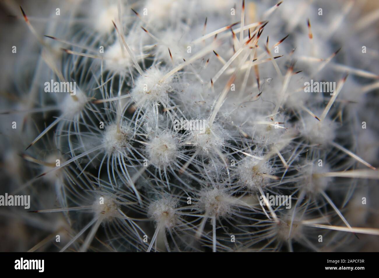 Mammillaria Powder Puff Cactus, Mammillaria bocasa-na, pincushion ...