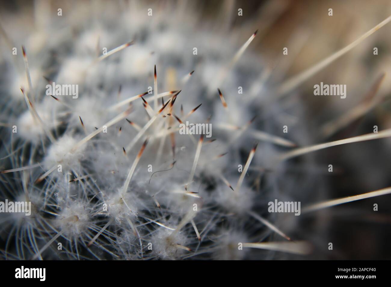 Mammillaria Powder Puff Cactus, Mammillaria bocasa-na, pincushion ...