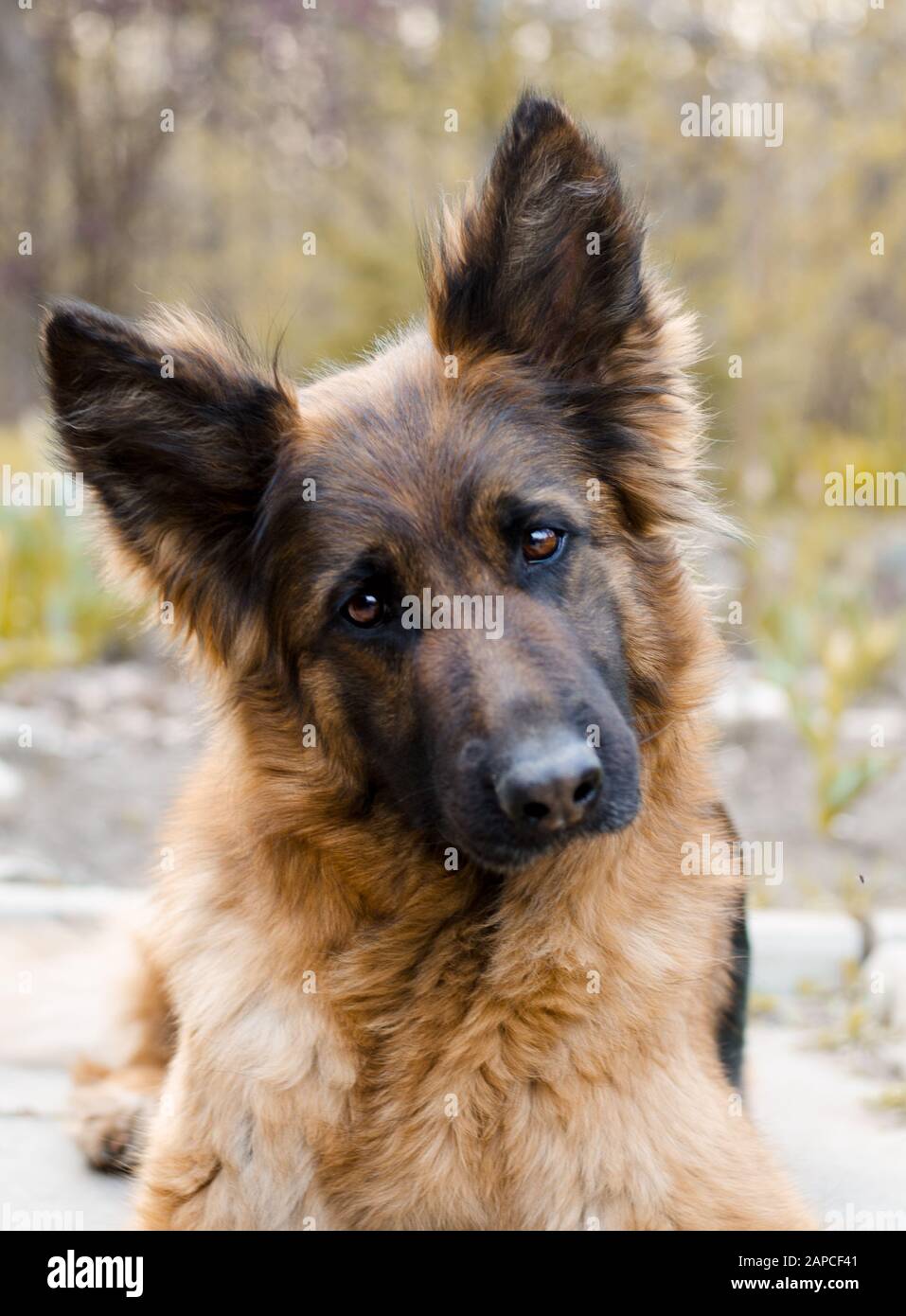 Portrait of German Shepherd dog. Close up photo of Dog's head Stock ...