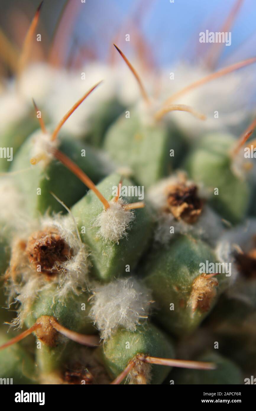 Mammillaria plumosa, the feather cactus Stock Photo - Alamy