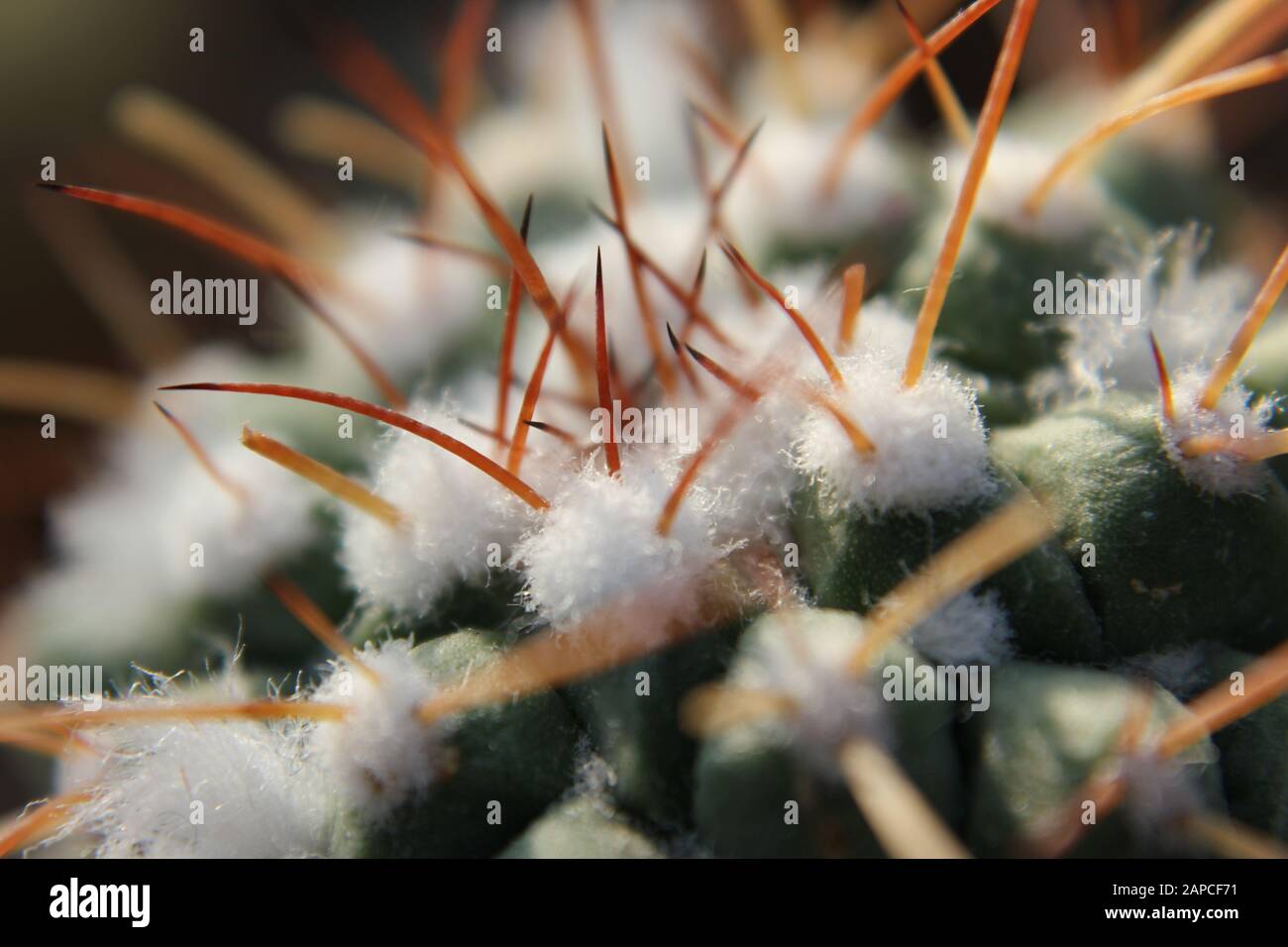 Mammillaria plumosa, the feather cactus Stock Photo - Alamy