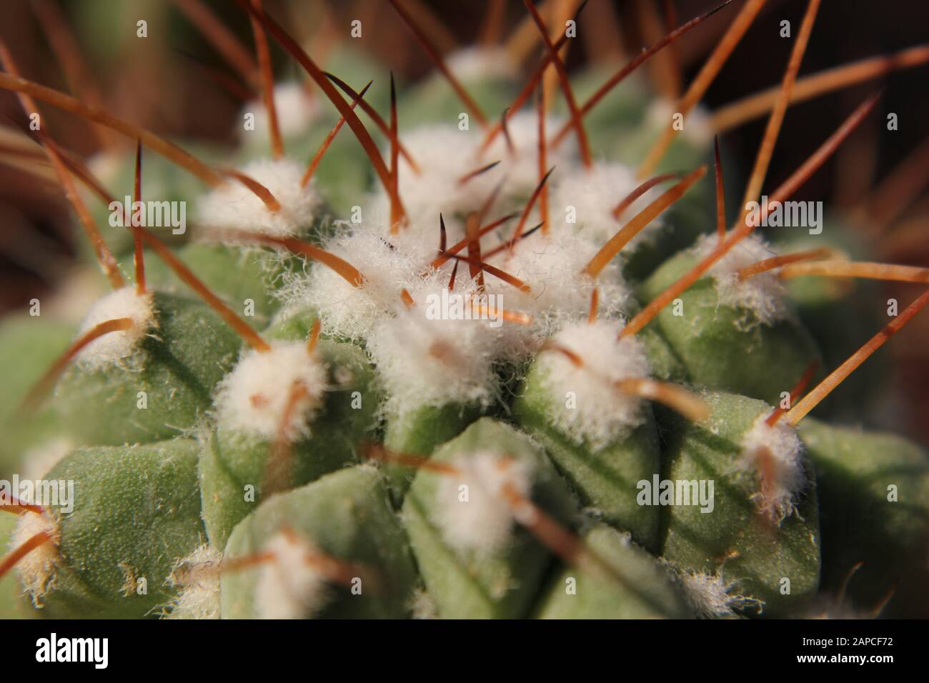 Mammillaria plumosa, the feather cactus Stock Photo - Alamy