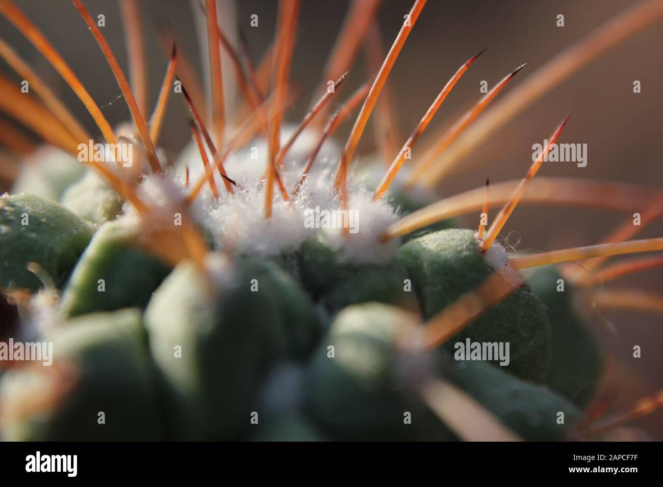 Mammillaria plumosa, the feather cactus Stock Photo - Alamy